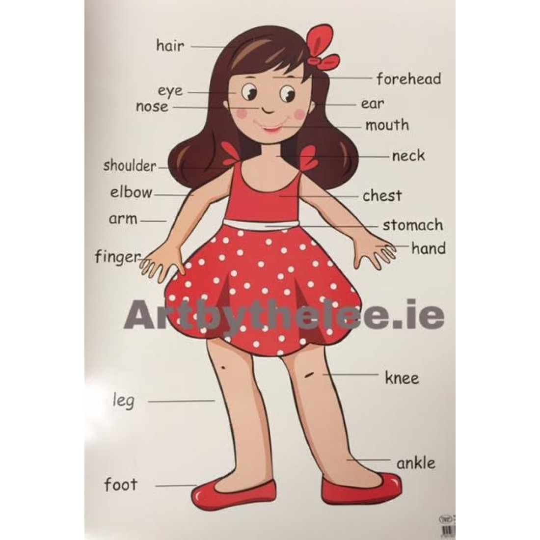 Body Poster(Girl) | Teacher & School Supplies | The Learning Store ...